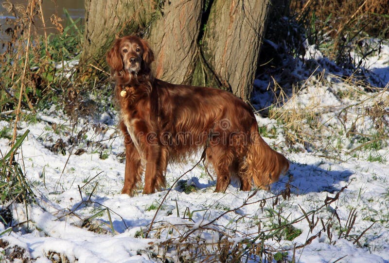 Red Setter stock photo. Image of meadow, setter, irish - 57484044