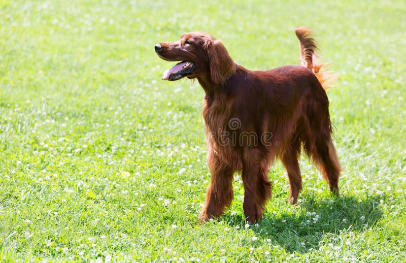 Red Setter stock photo. Image of nature, sotar, setter - 43974898