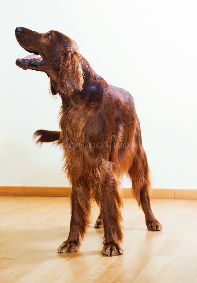 Red Setter Standing on Parquet Floor Stock Image - Image of animal ...