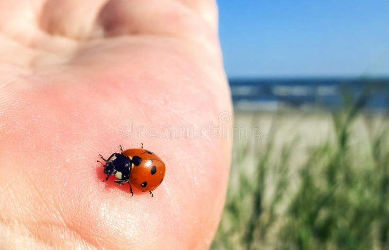 Red seven-spotted ladybug stock photo. Image of animal - 121992840