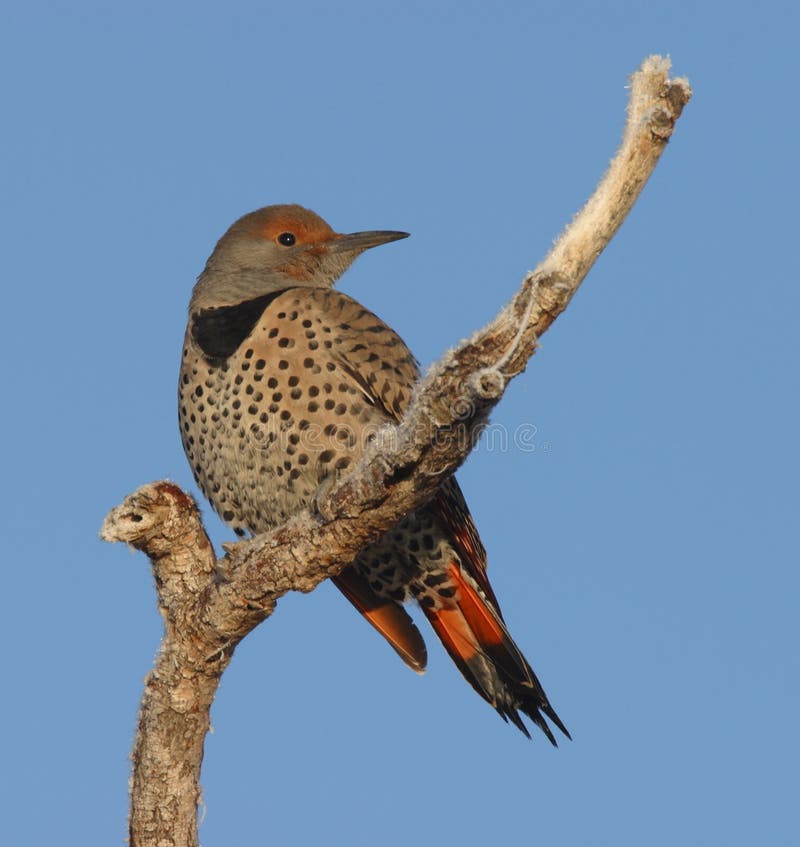 Northern Flicker female stock image. Image of birding - 3700331