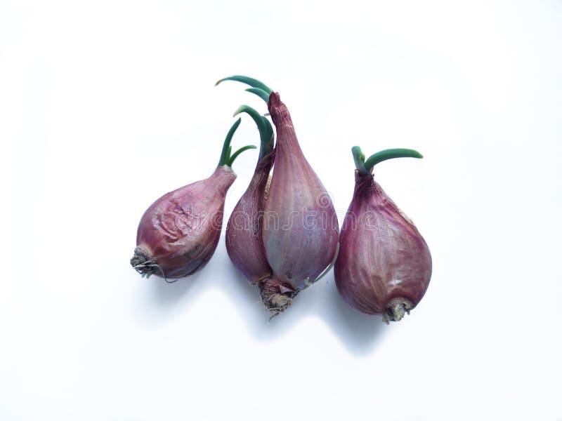 Red Shallot Isolated on White Stock Image - Image of fresh, dish: 254213329