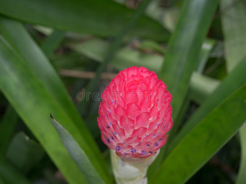 Shampoo Ginger Flower stock photo. Image of flowers, floral - 38291750