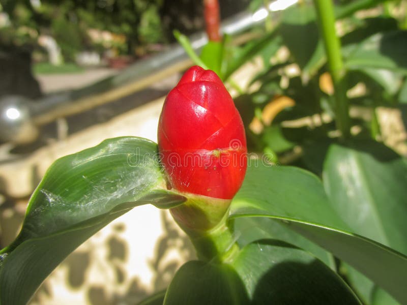Red Shampoo Ginger Flower or Zingiber Zerumbet with Sunlight Stock ...