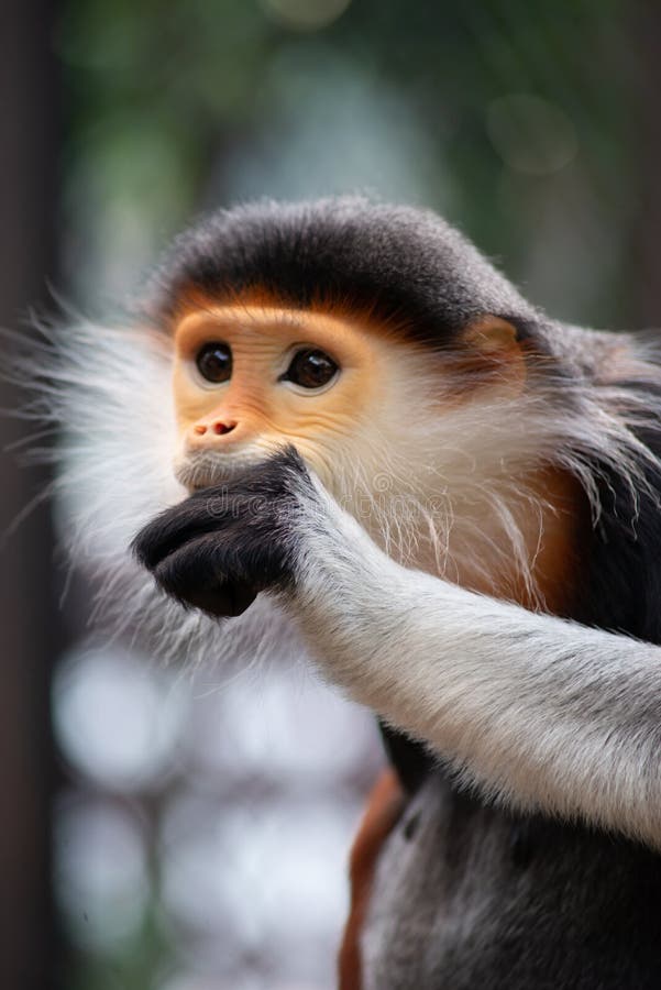 Red-shanked douc stock photo. Image of forest, endangered - 142109940