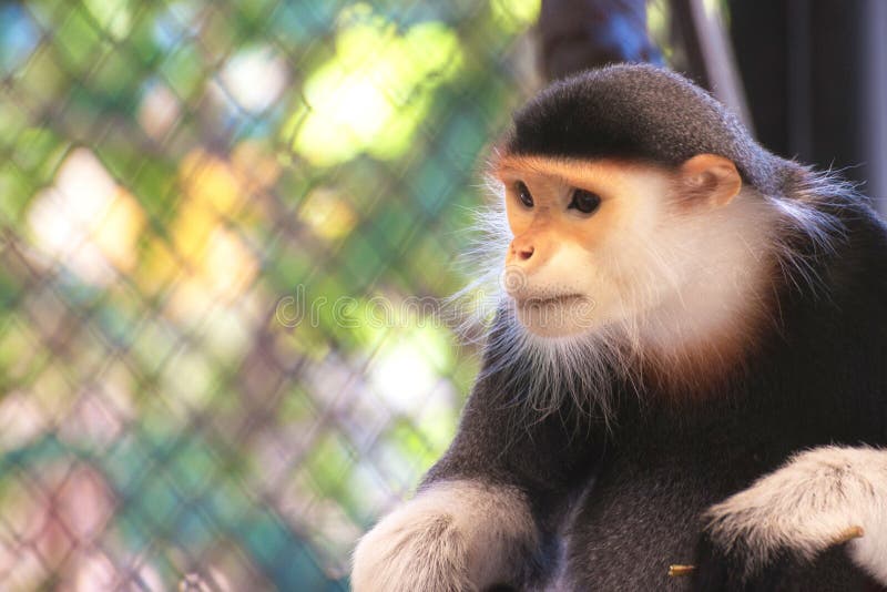 Red shanked douc stock image. Image of douc, yellow, nemaeus - 61013039
