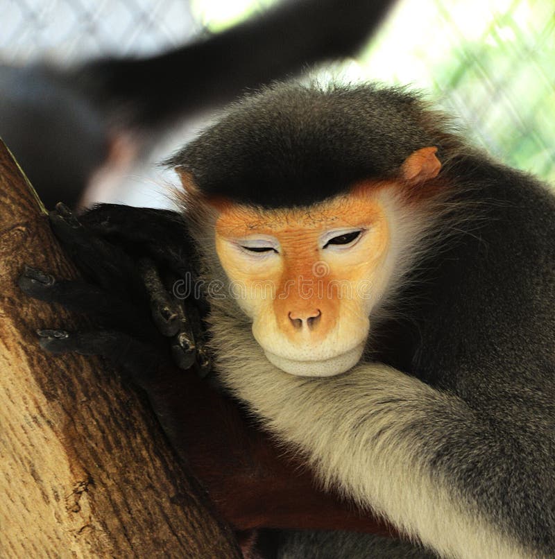 Red shanked douc langur stock image. Image of asia, langur - 66983815