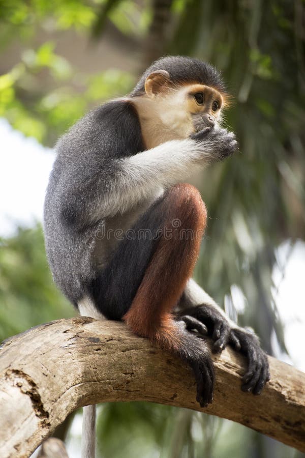 Red-shanked Douc in the Cage Stock Image - Image of corral, imprison ...