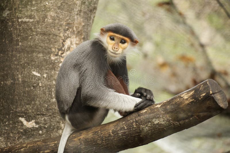 Red-shanked douc langur stock image. Image of wildlife - 53465897