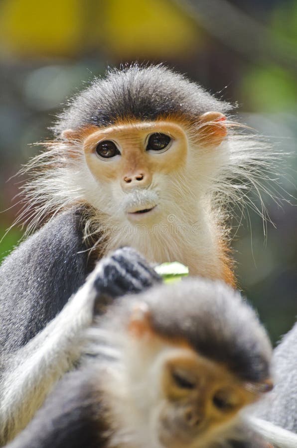 Red shanked douc langur. stock photo. Image of closeup - 55647454