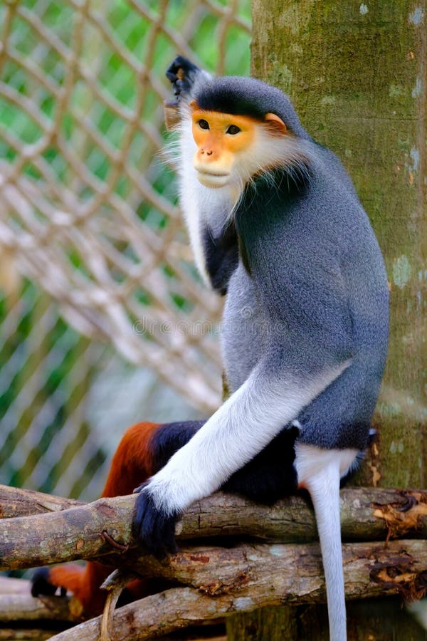 Red-shanked Douc Langur in the Open Zoo Stock Photo - Image of lemurs ...