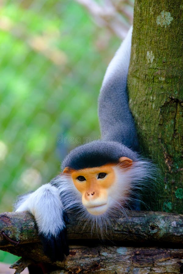 Red-shanked Douc Langur in the Open Zoo Stock Photo - Image of lemurs ...