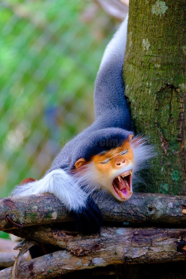 Red-shanked Douc Langur stock photo. Image of hair, environment - 147804782