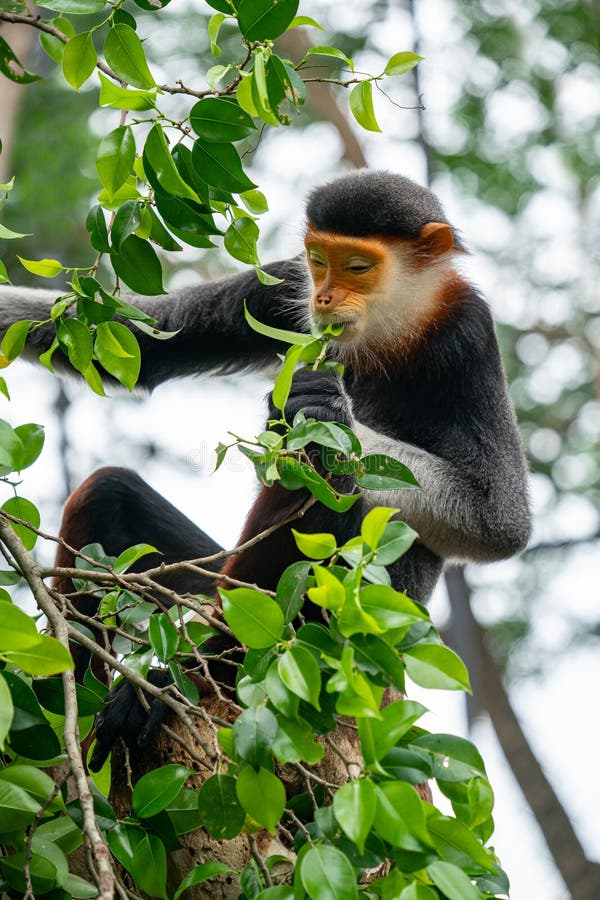 Red Shanked Douc Langur Pygathrix Nemaeus Stock Image - Image of ...