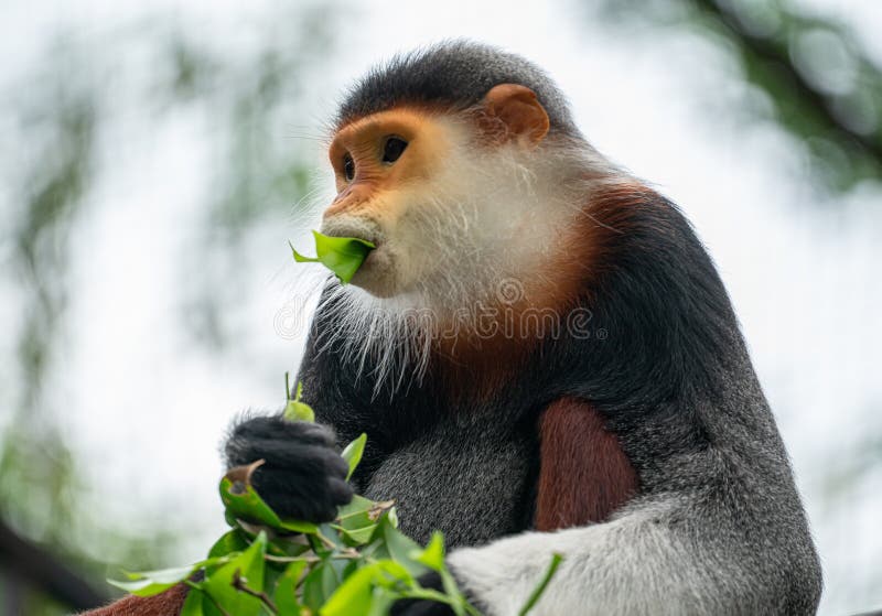Red Shanked Douc Langur Pygathrix Nemaeus Stock Photo - Image of ...