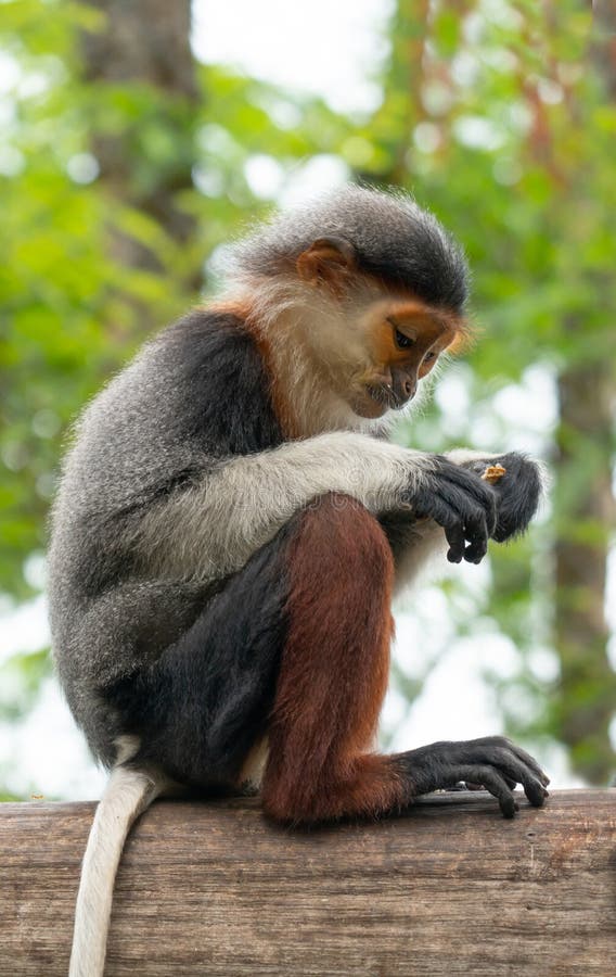 Red Shanked Douc Langur Pygathrix Nemaeus Stock Image - Image of black ...