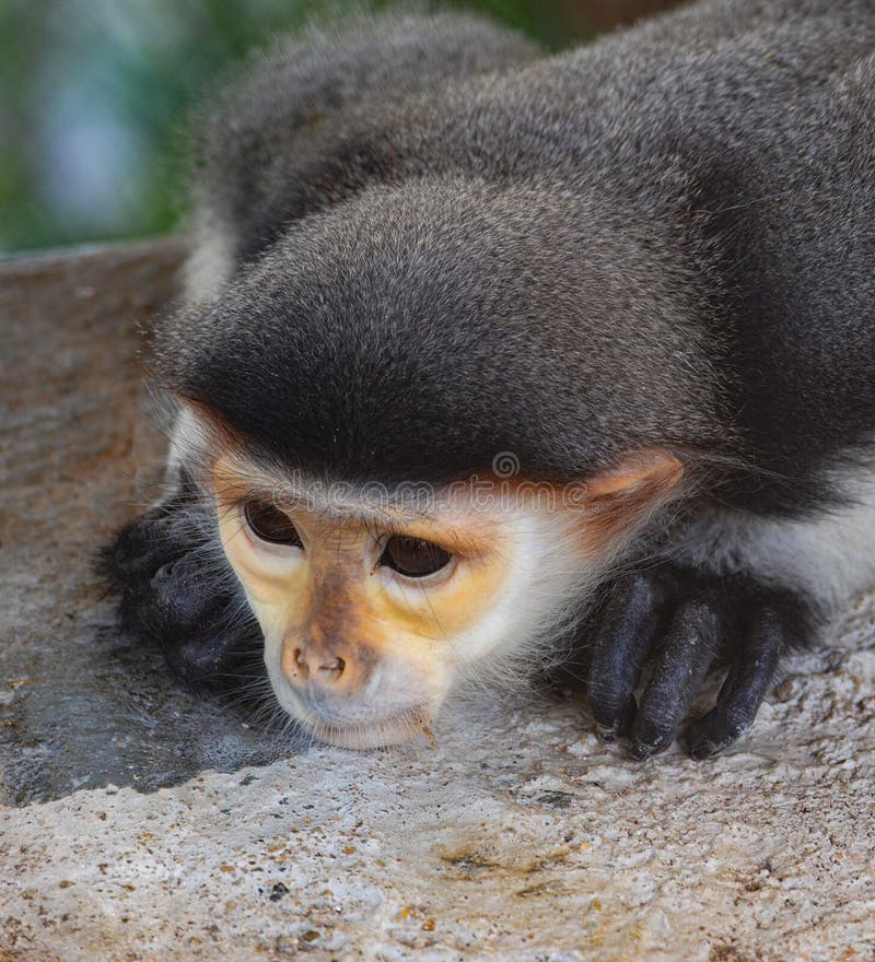 Red shanked douc langur stock image. Image of mammal - 66983847