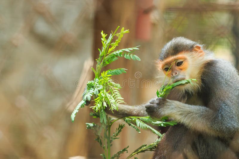 Red-shanked Douc,monkey ,in Zoo Cage,animal, Wildlife. Stock Photo ...