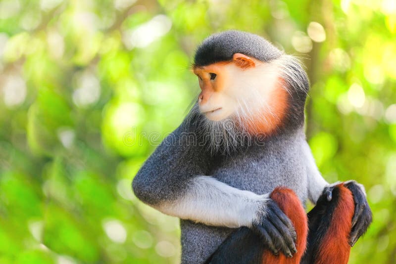 Red-shanked Douc stock image. Image of freedom, closeup - 120787557