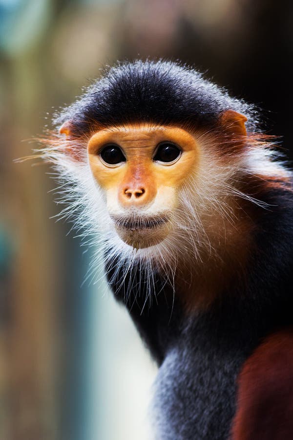 Red-shanked Douc stock photo. Image of mammal, life, prison - 41838272