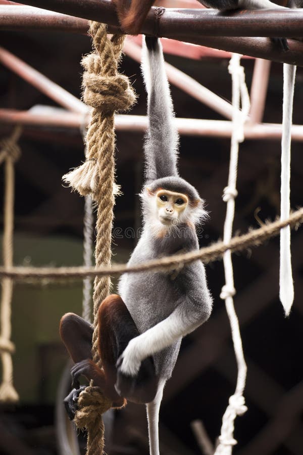 Red-shanked Douc stock image. Image of shanked, nemaeus - 44619551