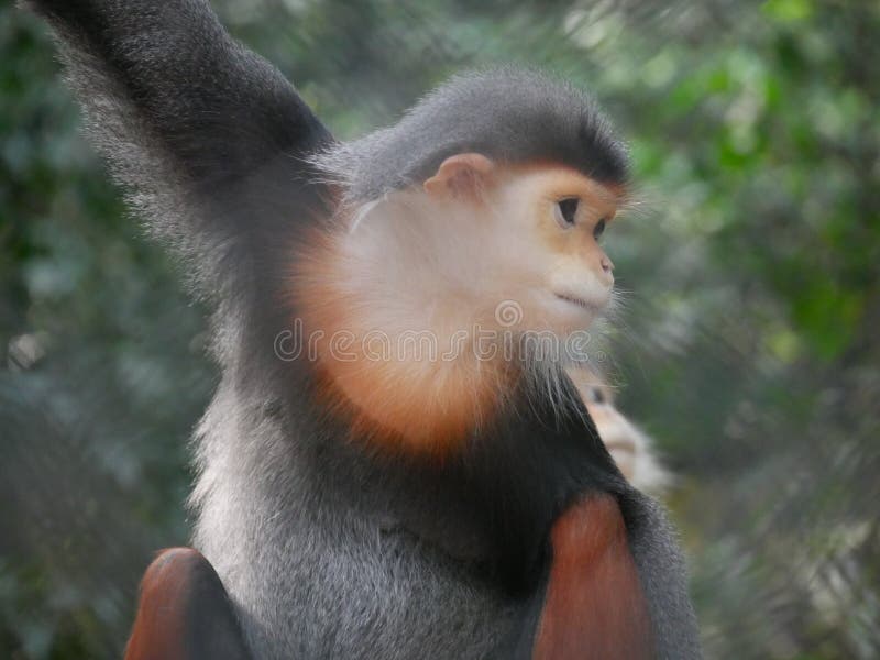 Red-shanked douc stock photo. Image of diopsittaca, camel - 85707328