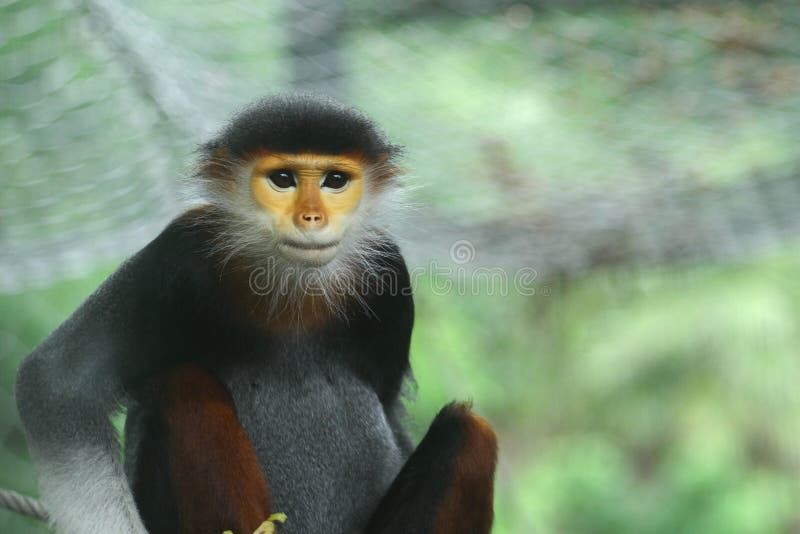 Red-shanked Douc (Pygathrix Nemaeus) Stock Image - Image of tree ...