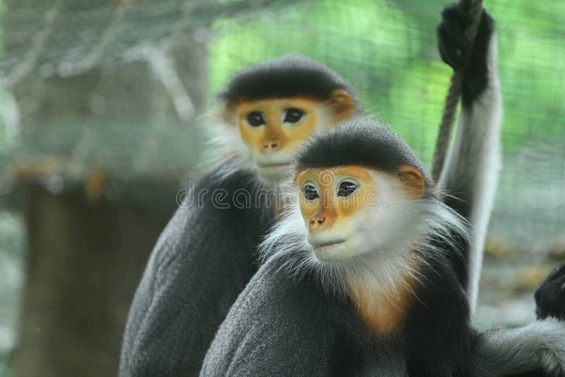 Douc Langur stock photo. Image of animal, langur, primates - 54439764