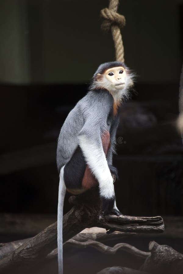 Red-shanked Douc stock photo. Image of hair, travel, closeup - 44619518