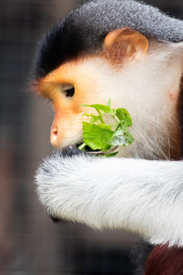 Red-shanked douc stock photo. Image of cute, environment - 164041398