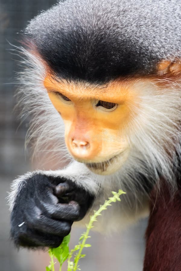 Red-shanked douc`s hair stock photo. Image of extinction - 164041670