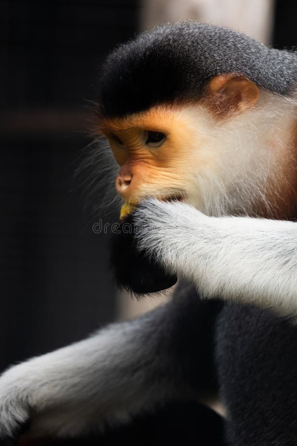 Red-shanked douc stock photo. Image of endangered, asia - 164041542
