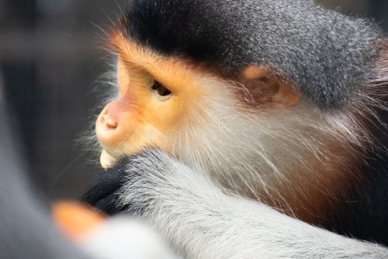 Red-shanked douc stock photo. Image of endangered, face - 164041904