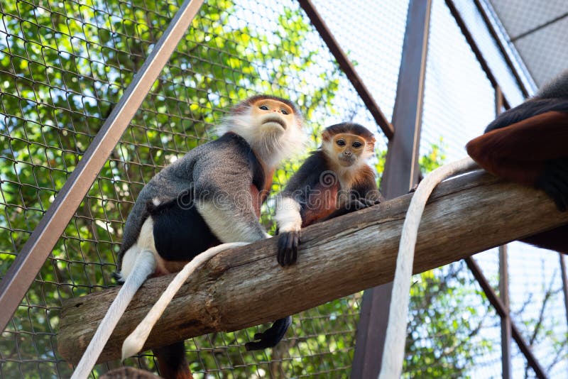 The Red Hanked Douc is a Species of Old World Monkey Stock Photo ...