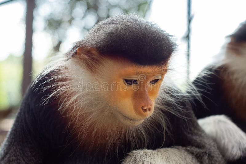 The Red Hanked Douc is a Species of Old World Monkey Stock Photo ...