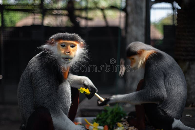 The Red Hanked Douc is a Species of Old World Monkey Stock Image ...