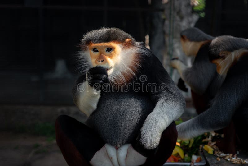 The Red Hanked Douc is a Species of Old World Monkey Stock Image ...