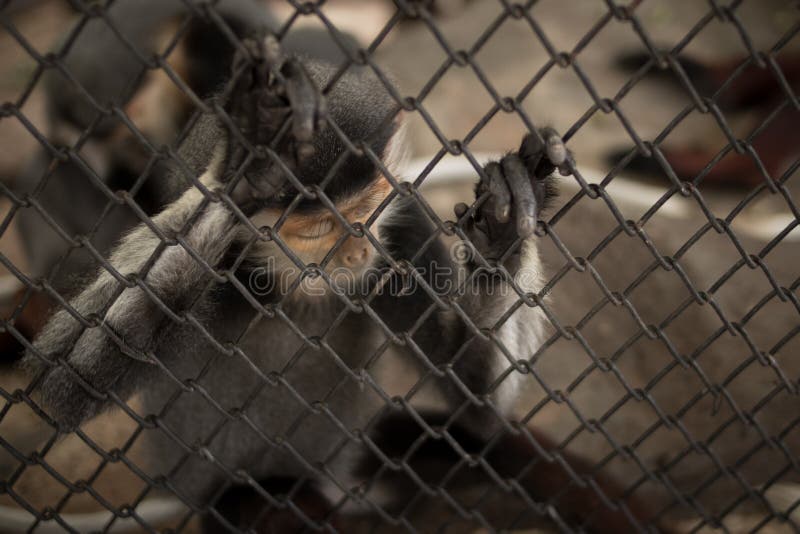 The red-shanked douc stock image. Image of alone, conservation - 87422461