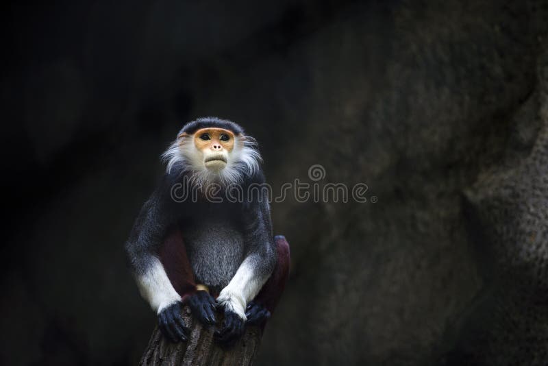 Red-shanked Douc in the Cage Stock Image - Image of corral, imprison ...