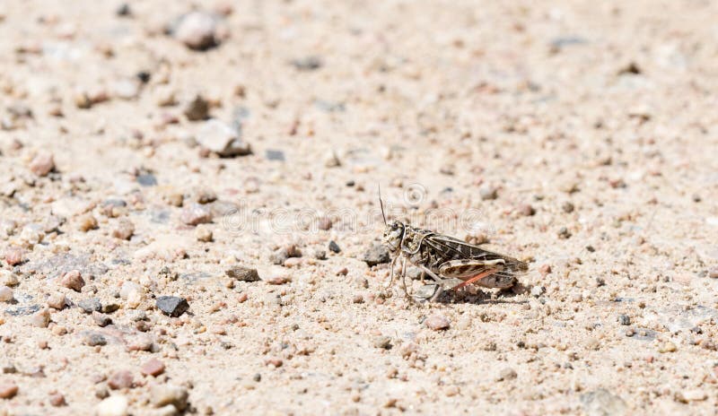 Red-shanked Grasshopper (Xanthippus Corallipes) Stock Image - Image of ...