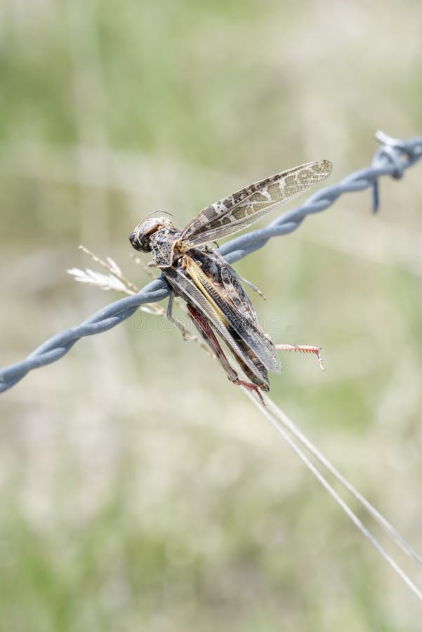 Red-shanked Grasshopper Xanthippus Corallipes Impaled on Barbe Stock ...