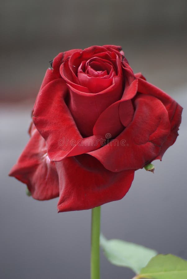 Red Sharp Rose in the Middle Stock Image - Image of sony, nature: 95726483