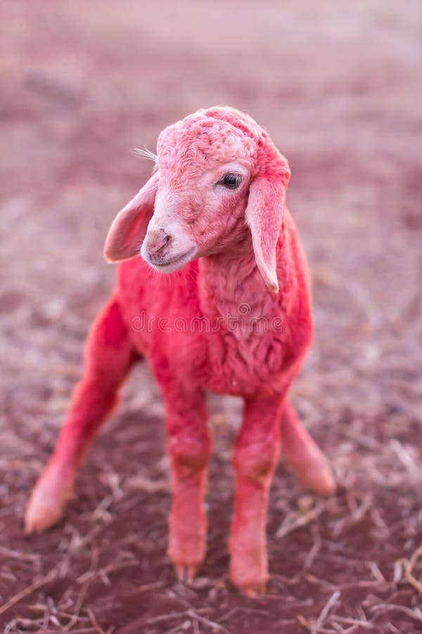 Red sheep in farm stock photo. Image of field, looking - 29101100