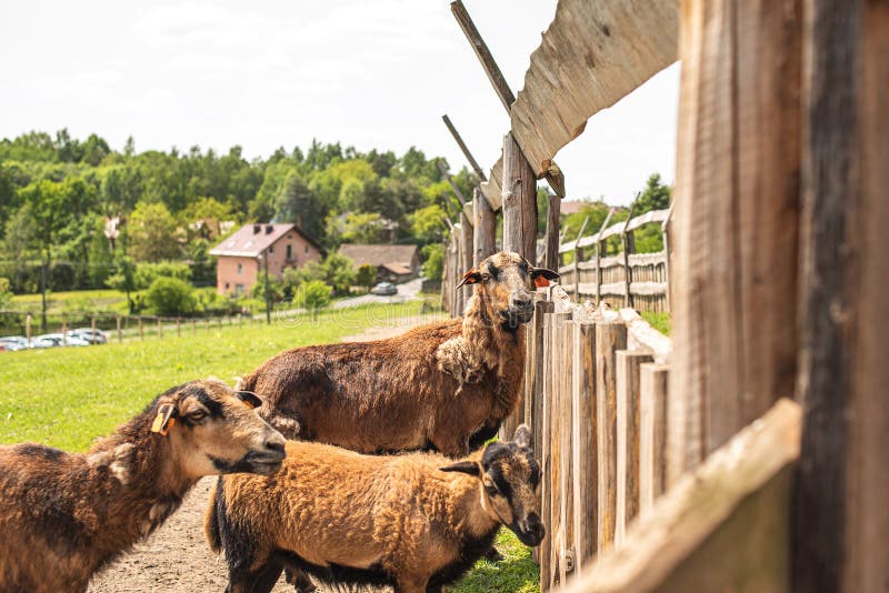 Red Sheep on the Grass in the Paddock. Three Sheep on Free Grazing ...