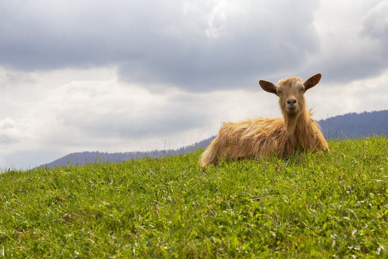 Red Sheep Lies on a Green Meadow Stock Image - Image of enjoy, animals ...
