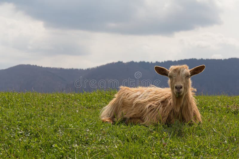 Red Sheep Lies on a Green Meadow Stock Photo - Image of carpathians ...