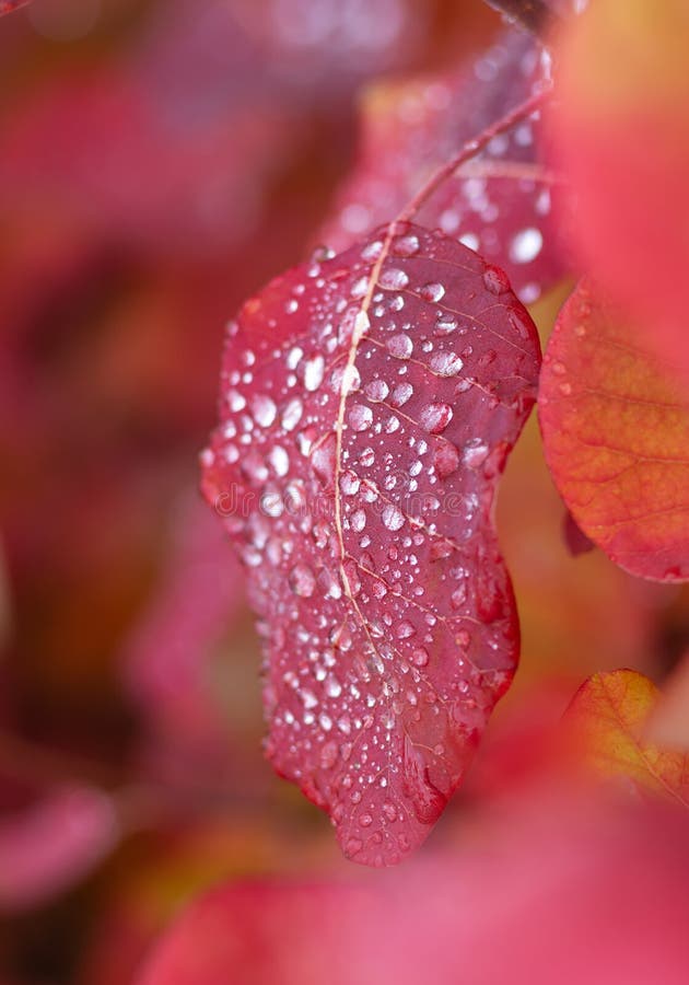 Red sheets with drops stock image. Image of beautiful - 372038385