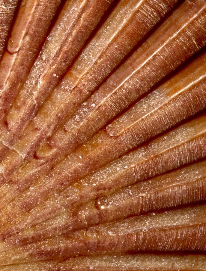 Red shell stock image. Image of island, conch, necklace - 7055695