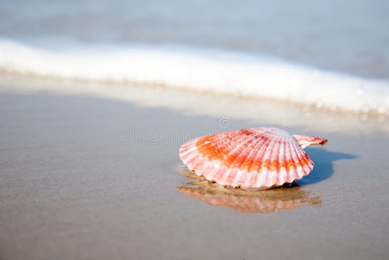 Red Shell on the Beachfront Stock Photo - Image of rest, reflection ...