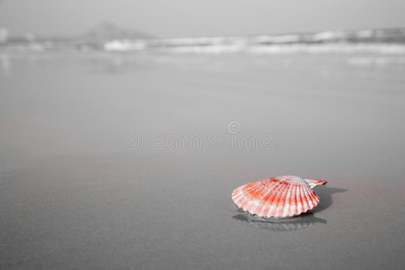 Red Shell Laying On The Beach Stock Image - Image of destinations ...